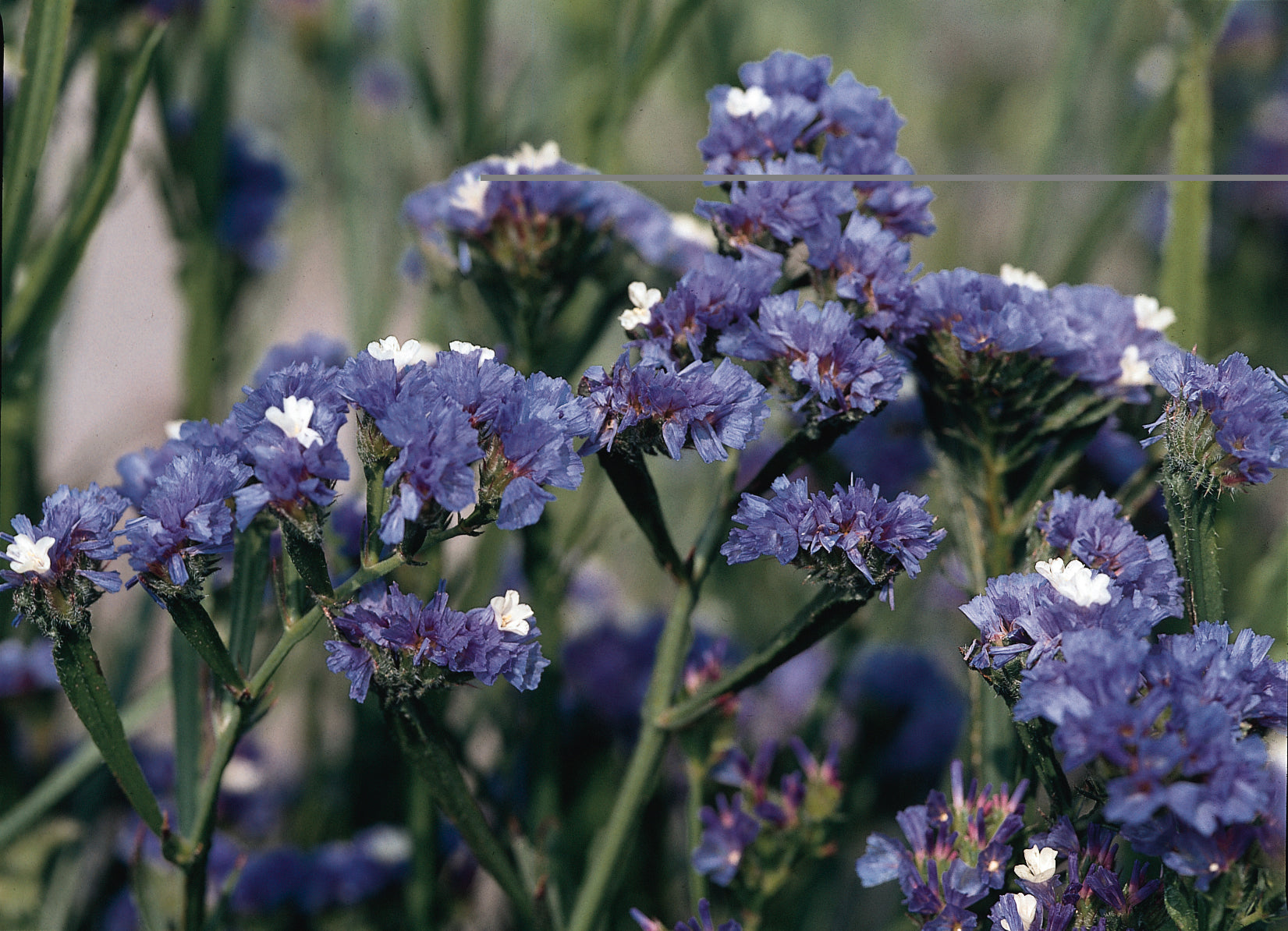 CF Statice QIS Pale Blue – Egmont Seeds