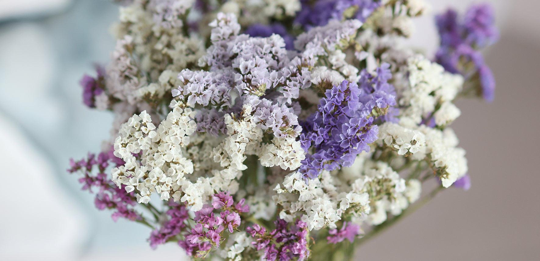 CF Statice QIS Soft Pastel Mix – Egmont Seeds