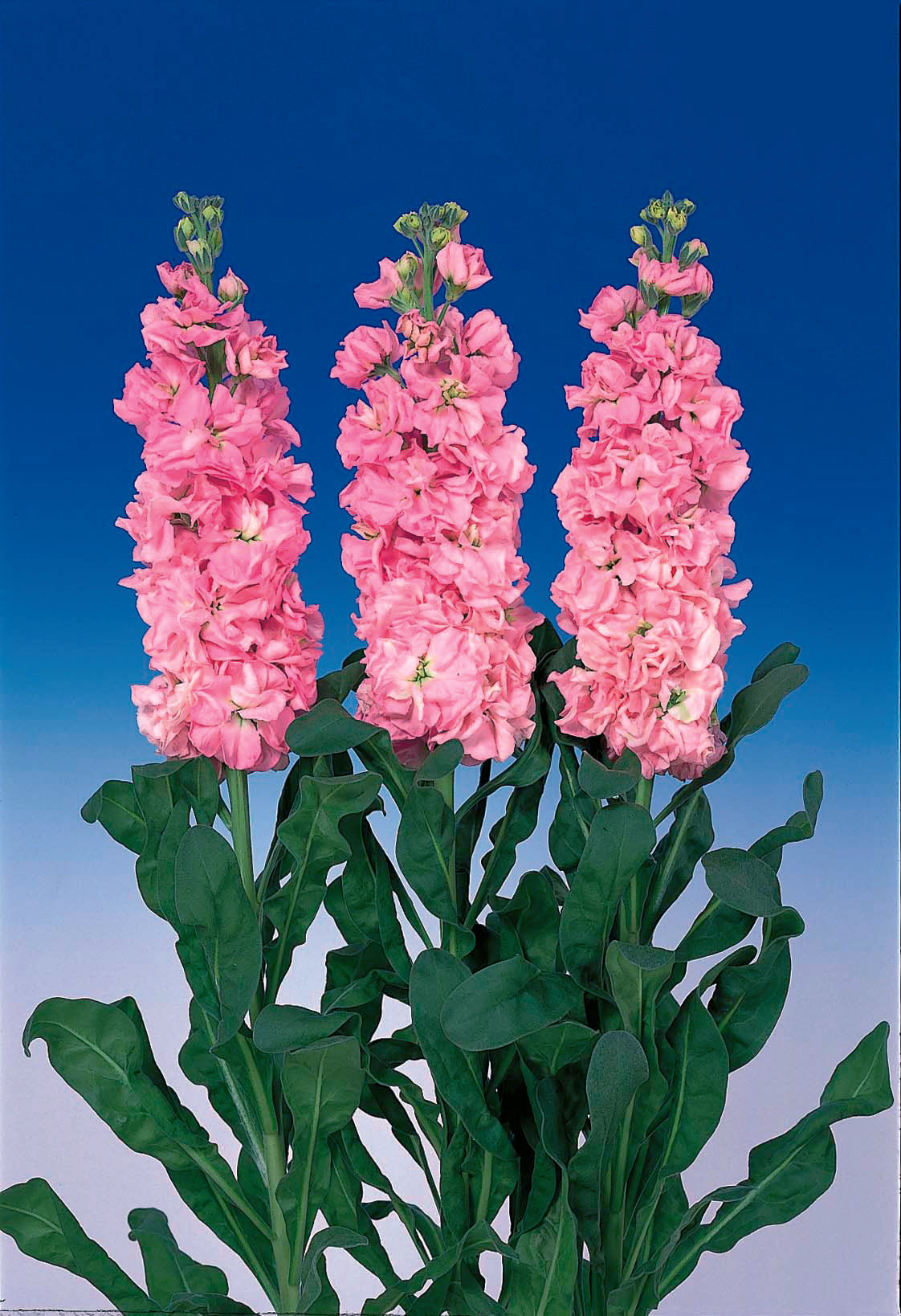 CF Stock Iron Pink – Egmont Seeds