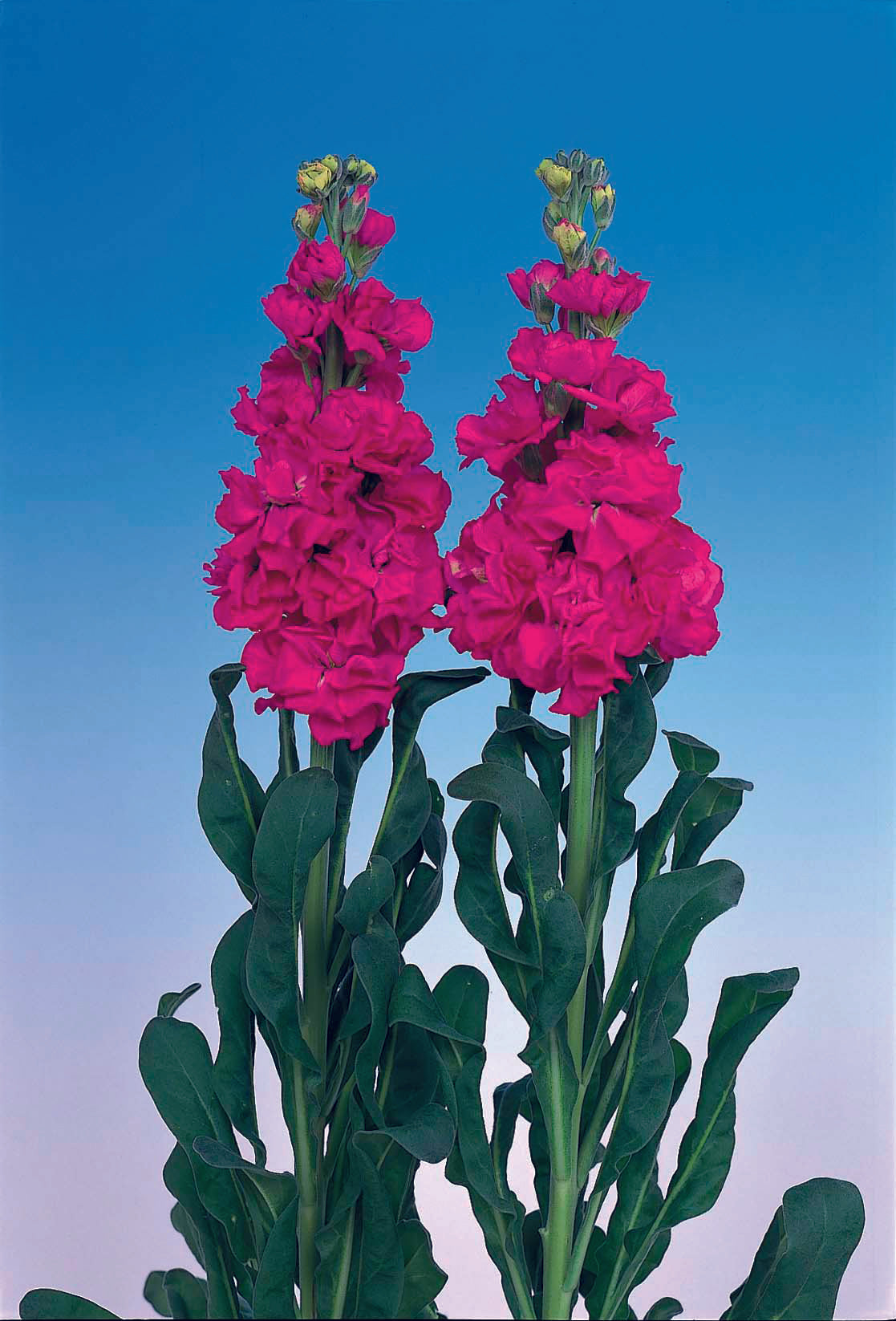 CF Stock Iron Rose – Egmont Seeds