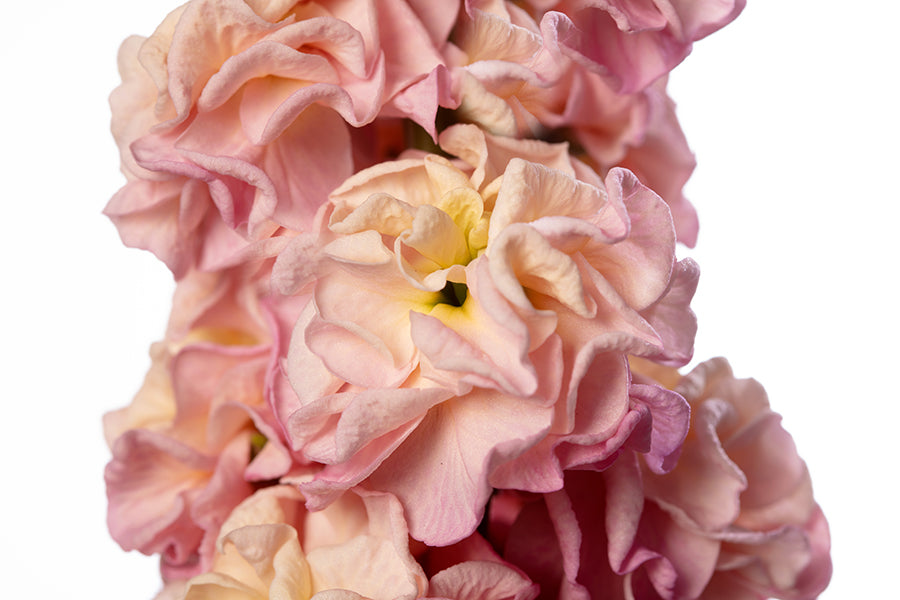 CF Stock Stox Champagne – Egmont Seeds