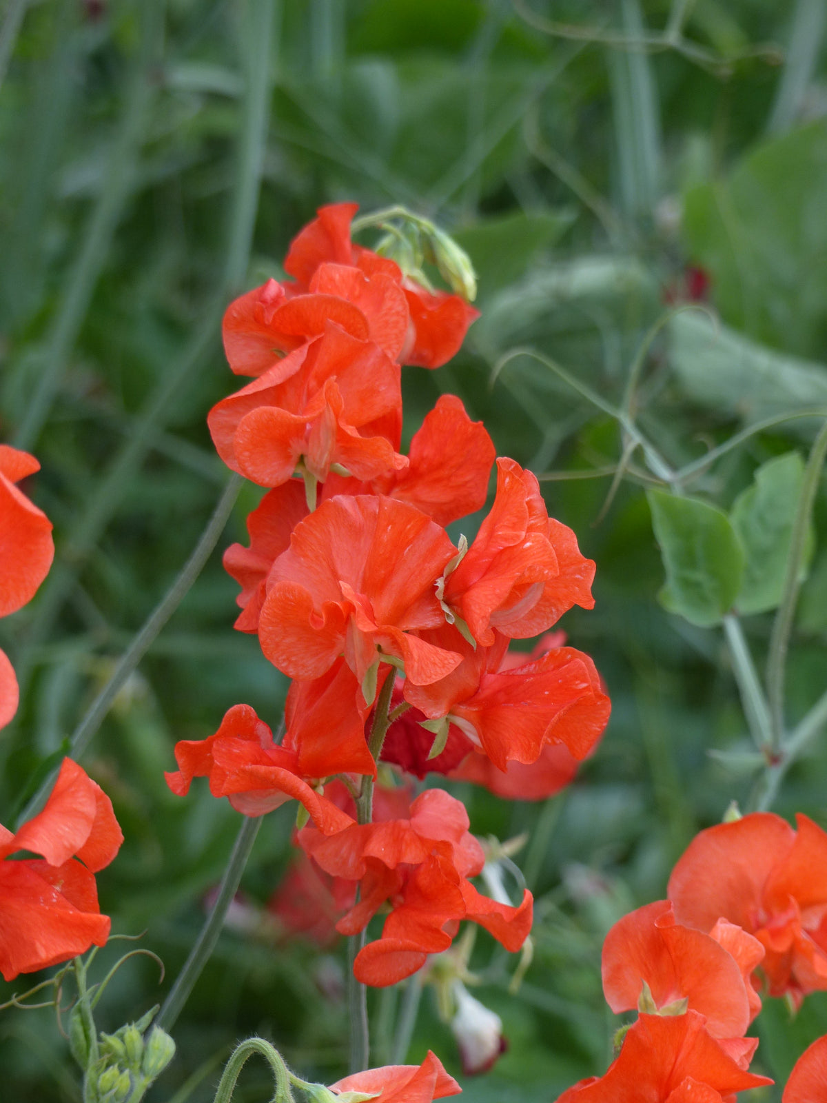 Sweet Pea Spring Sunshine Orange – Egmont Seeds