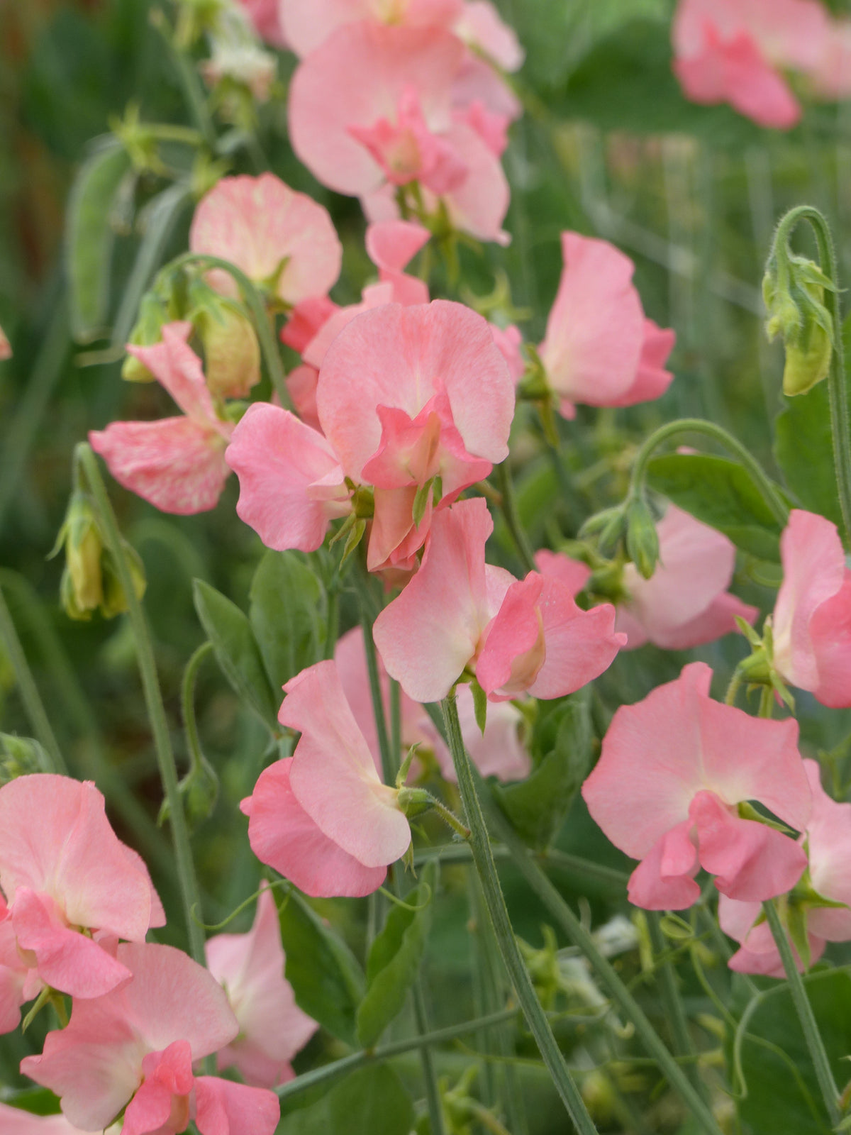 CF Sweet Pea Spring Sunshine Peach – Egmont Seeds