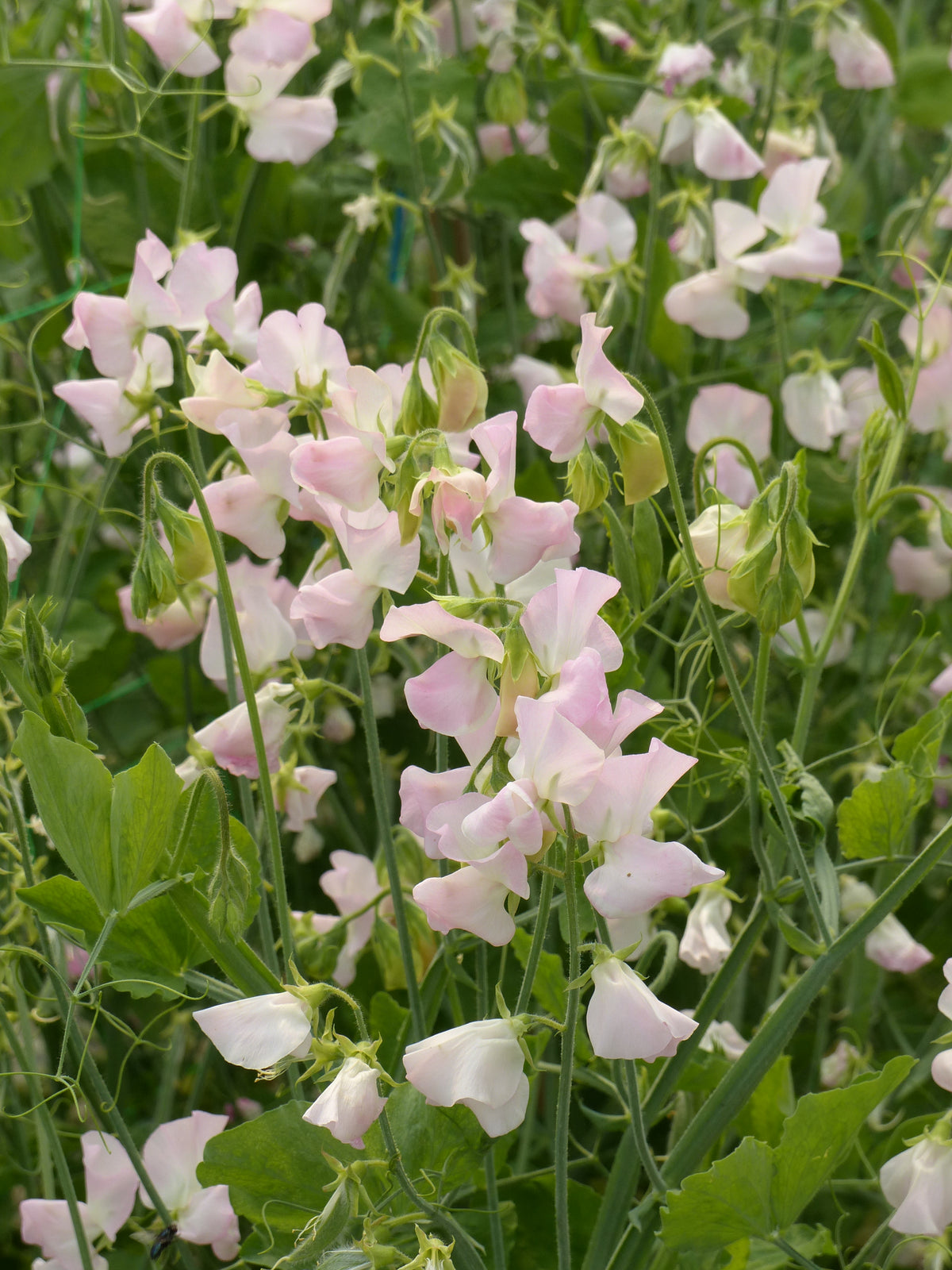 Sweet Pea Spring Sunshine Blush – Egmont Seeds
