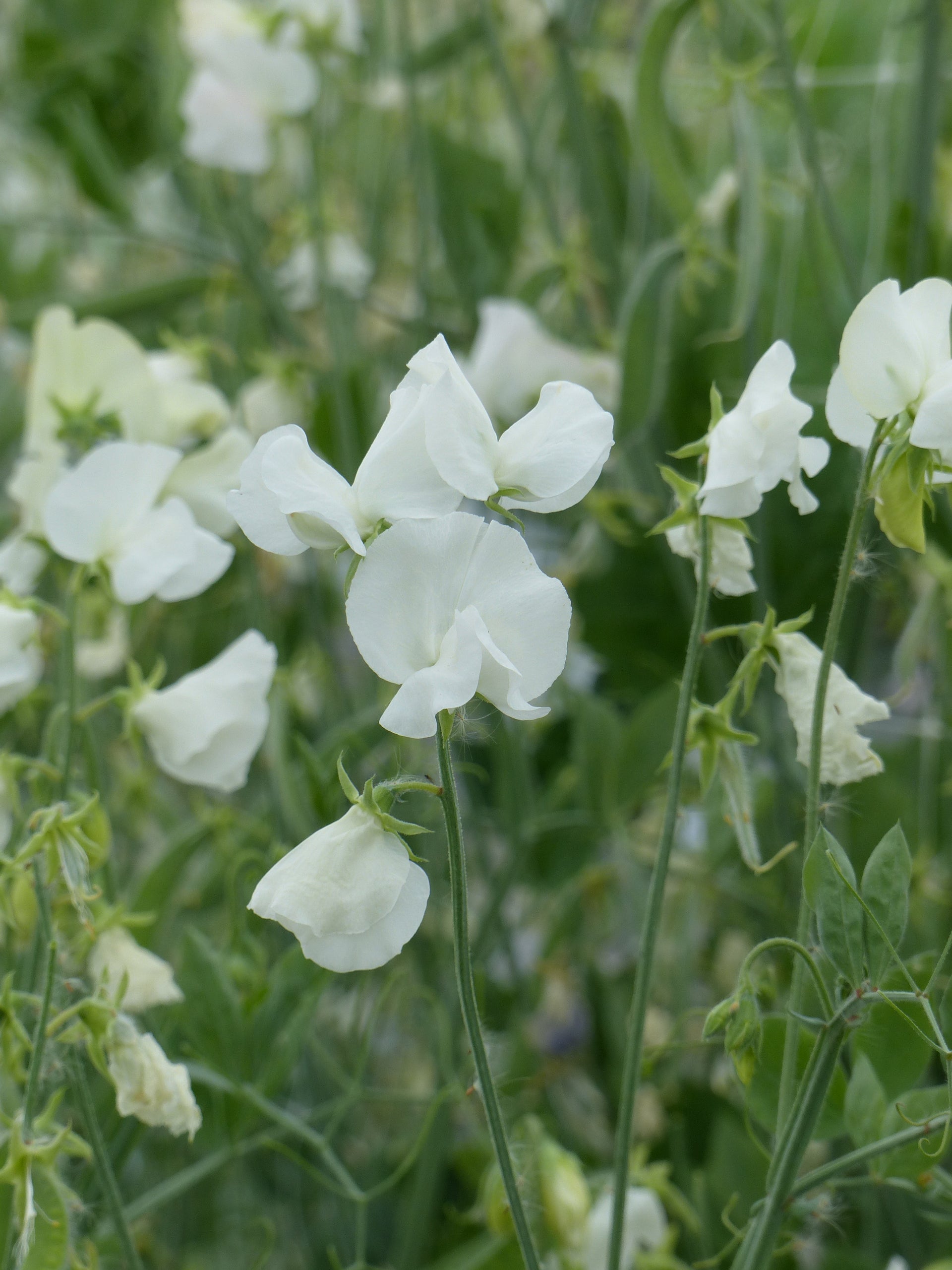 Sweet Pea Spring Sunshine White – Egmont Seeds