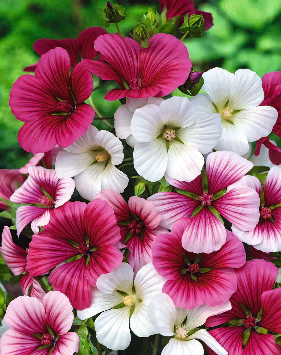 Malope Cottage Mix – Egmont Seeds