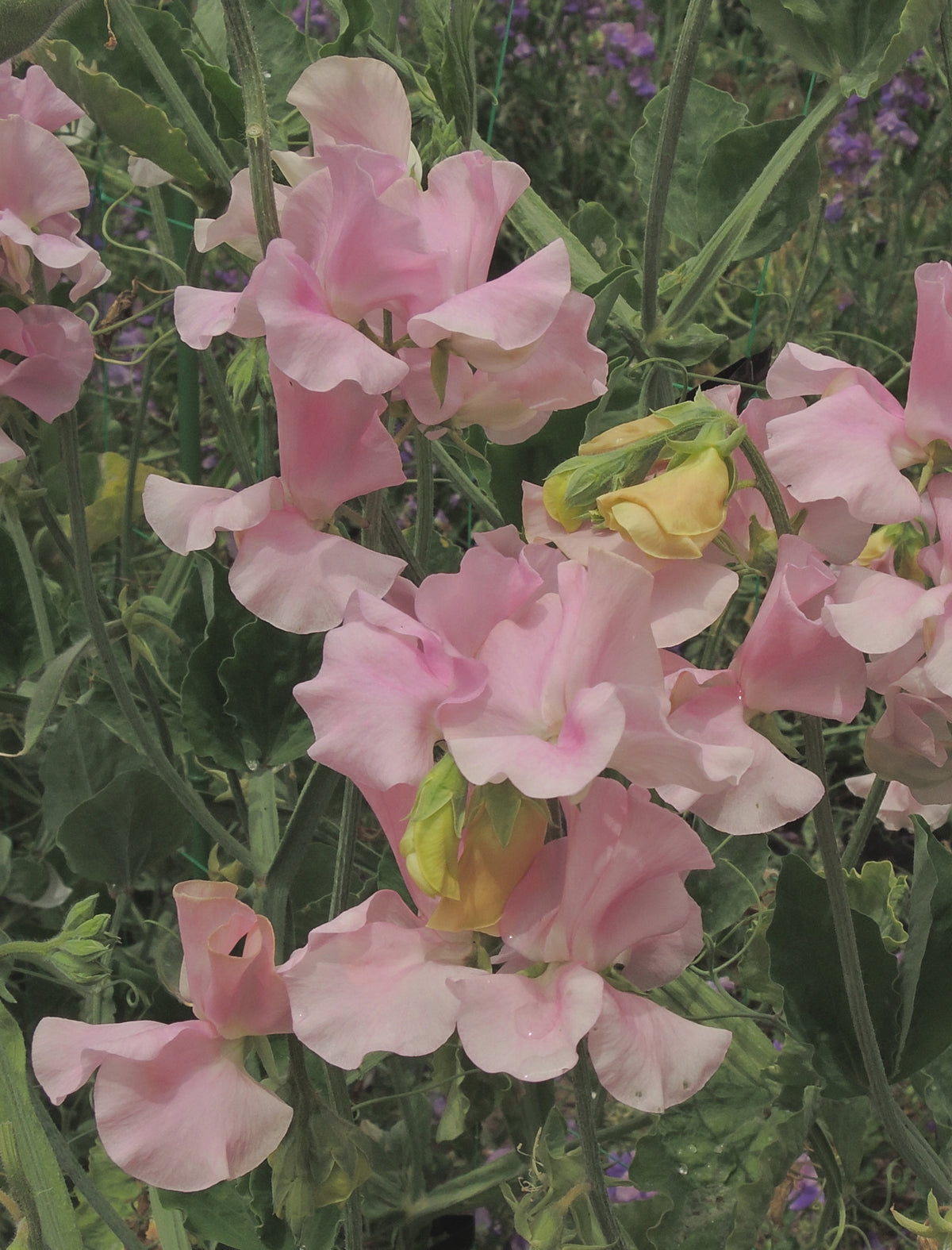 Sweet Pea Pink Nines – Egmont Seeds