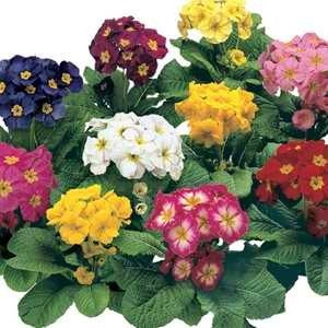 Primula Danova Mix F1 Hybrid – Egmont Seeds