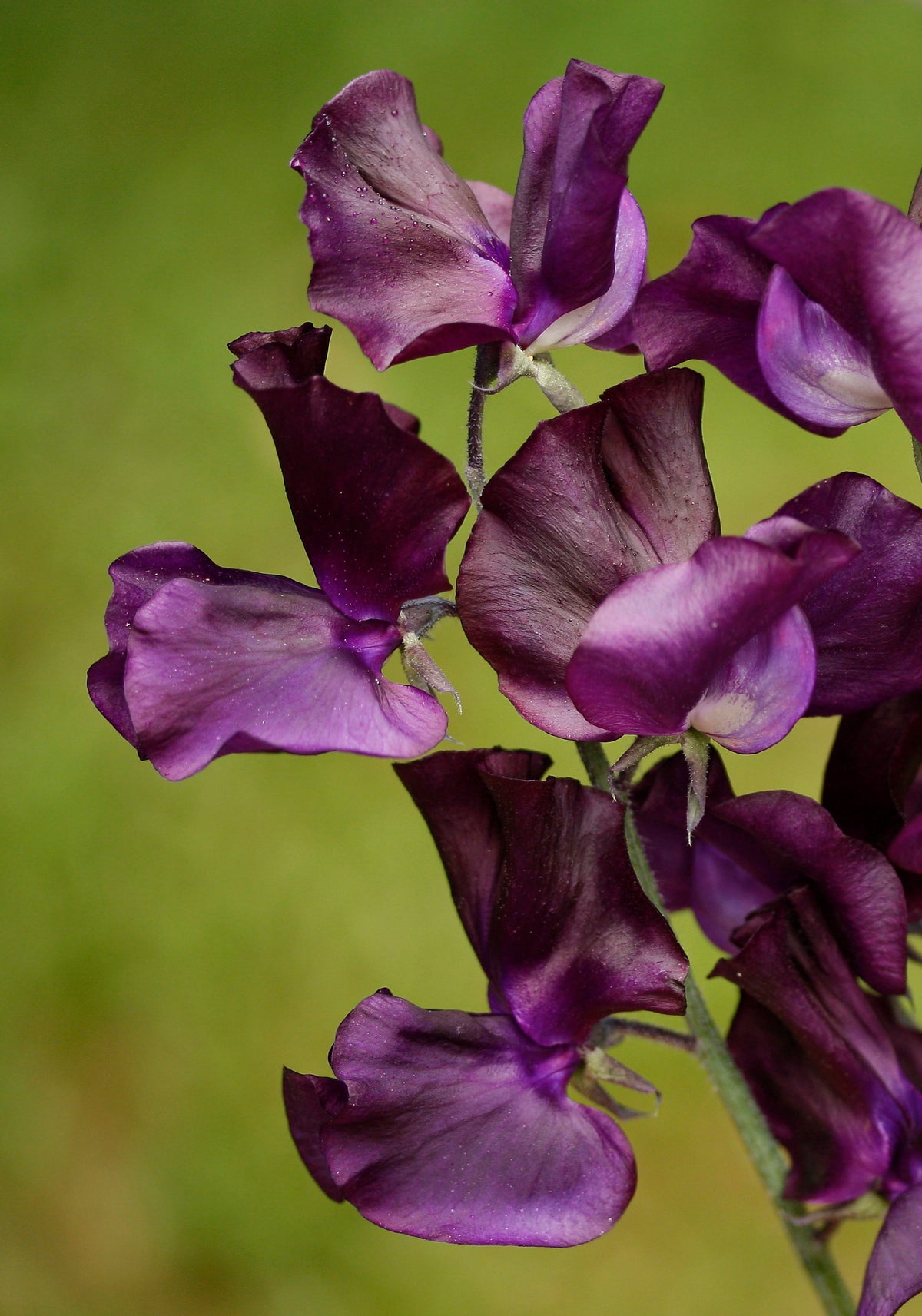 Sweet Pea Triple G – Egmont Seeds