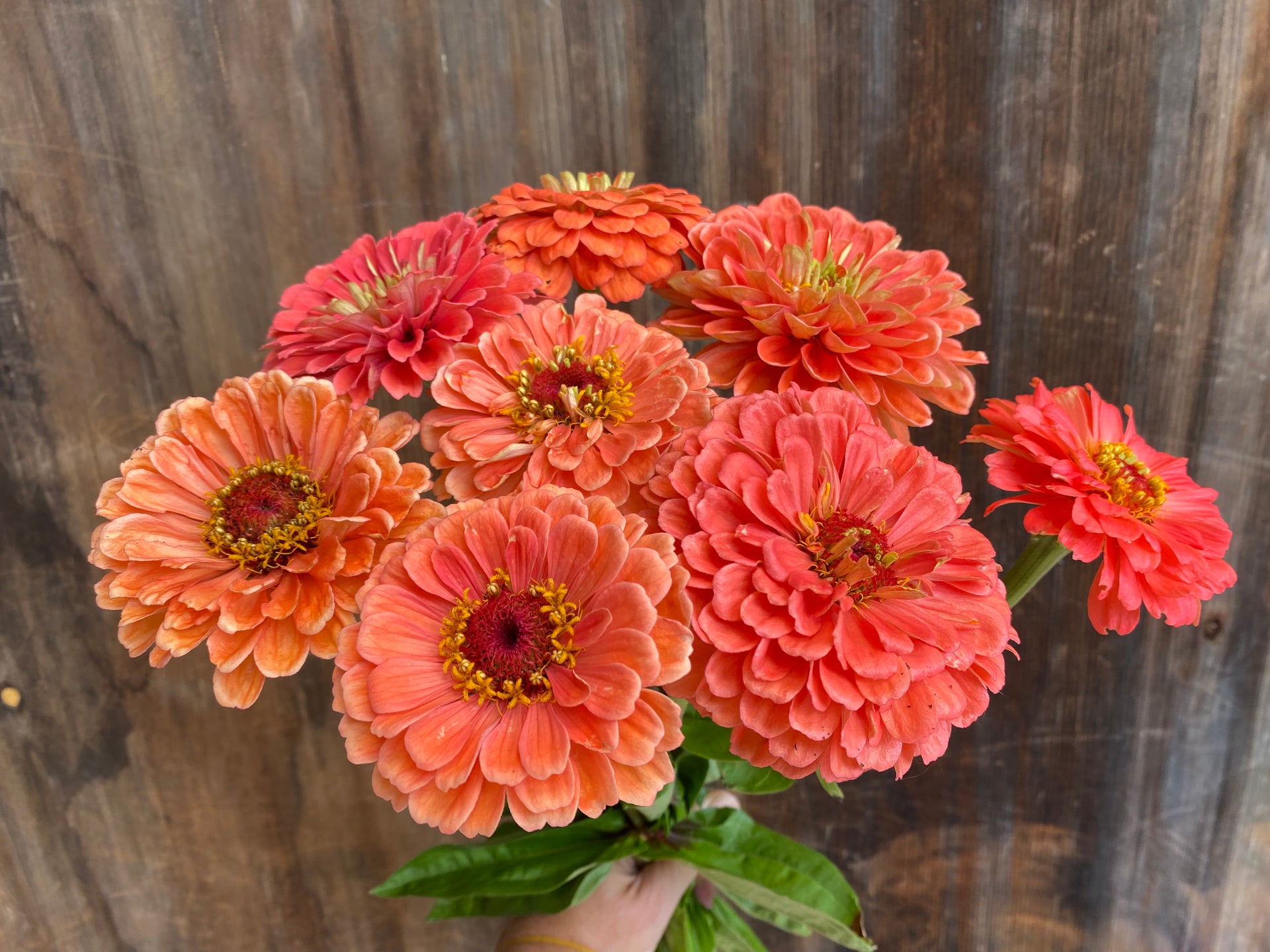 CF Zinnia Benary Giant Salmon Rose – Egmont Seeds